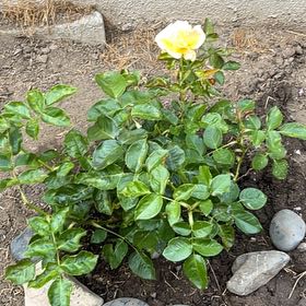 Midas Touch Rose Plant Care: Water, Light, Nutrients | Greg App 🌱