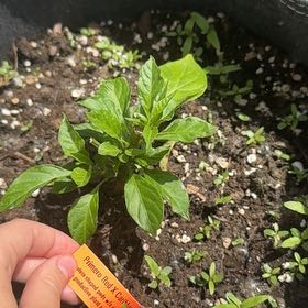 Primero Red F1 Pepper: How Much Water & Light Does it Need to Thrive?