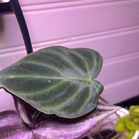 Philodendron venustum Plant Care: Water, Light, Nutrients | Greg App 🌱