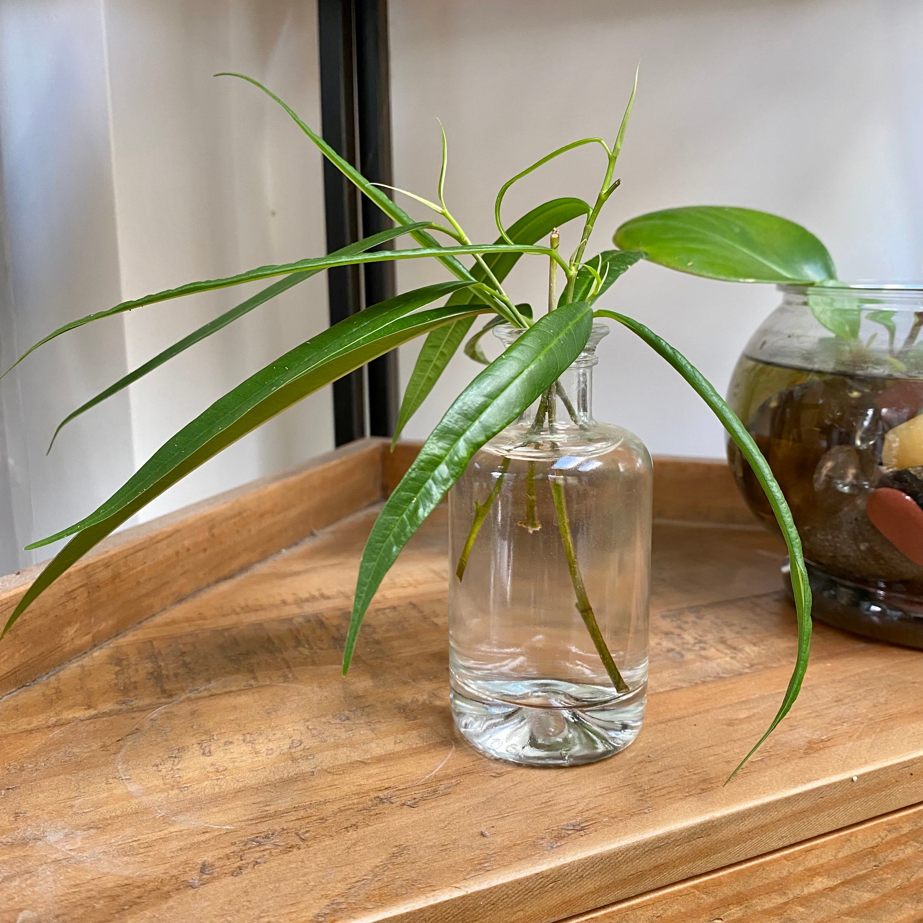 Propagating Your Ficus Alii: Step-by-Step Guide