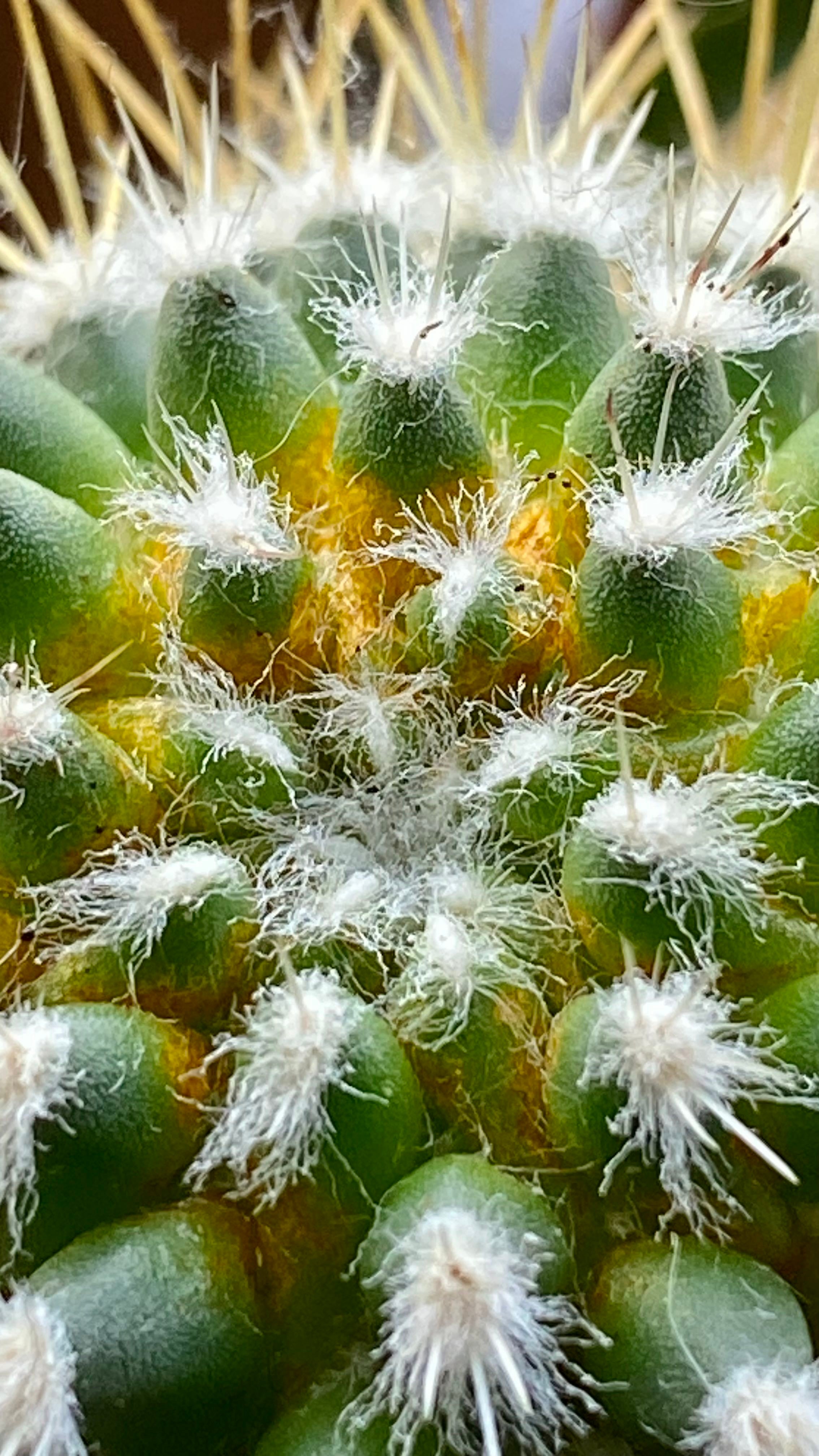 How to Care for Mountain Ball Cactus: Mastering Water, Sunlight & More