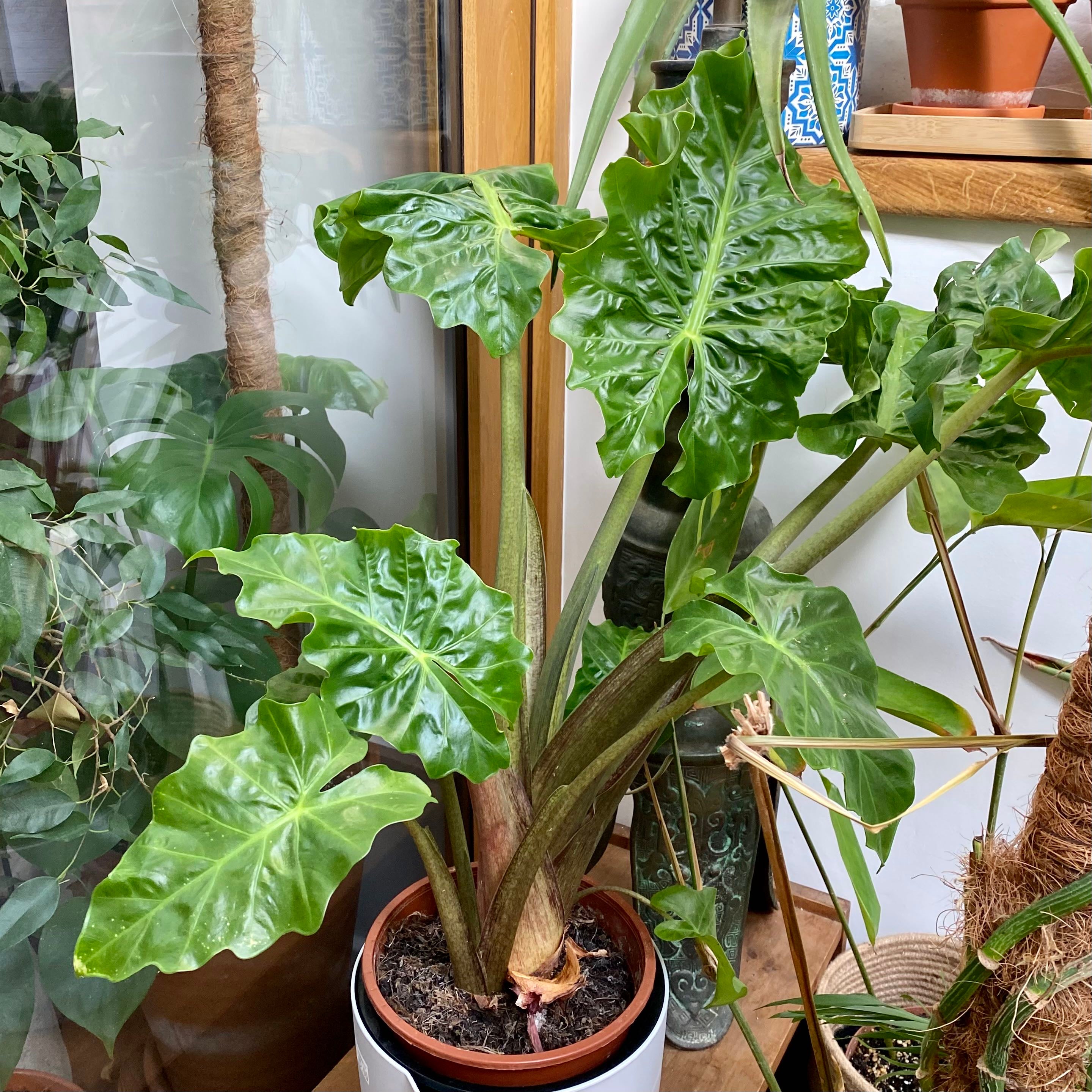 Why Are There Brown Spots on My Alocasia 'Low Rider'?
