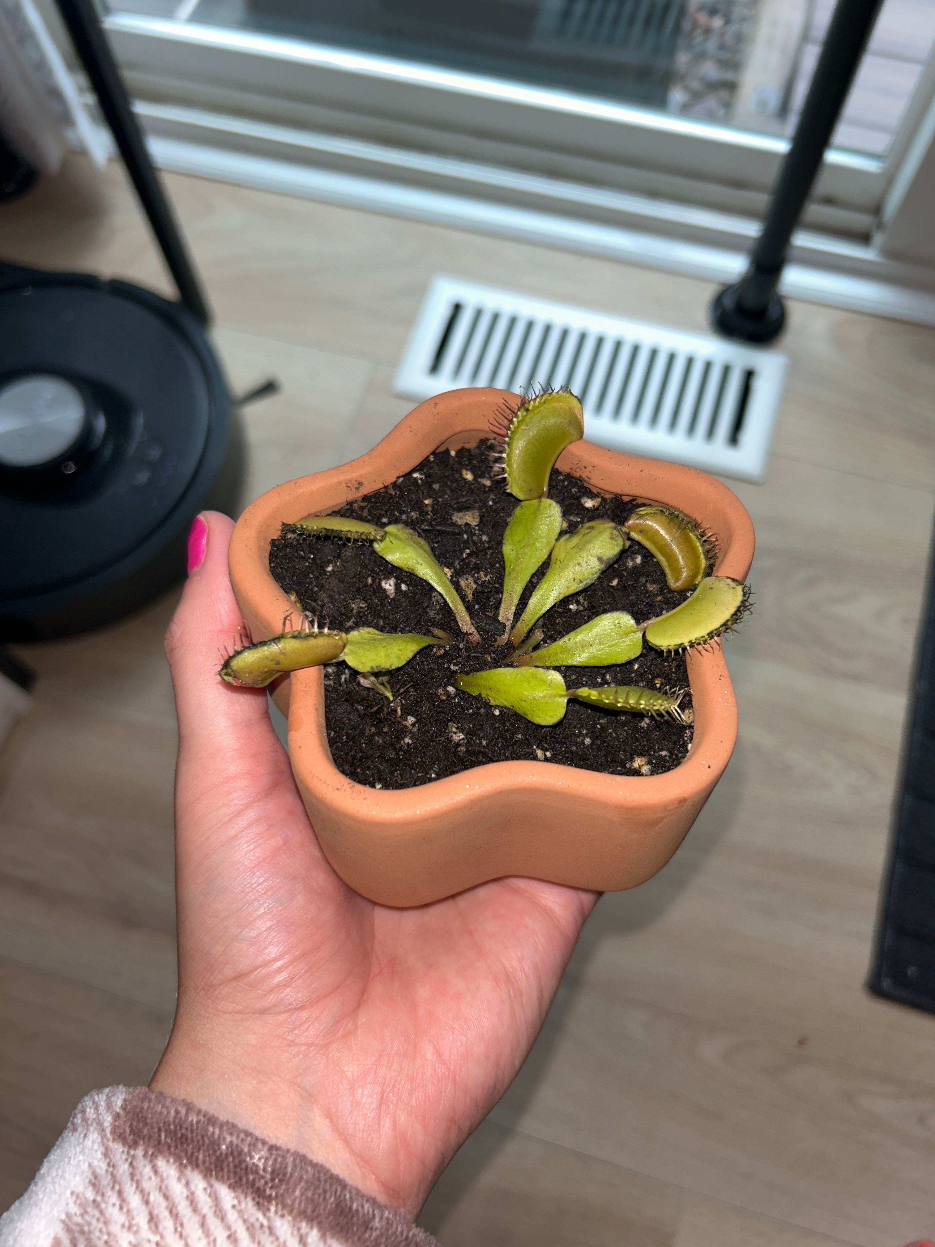 Common Venus Flytrap Problems and Solutions 🪰