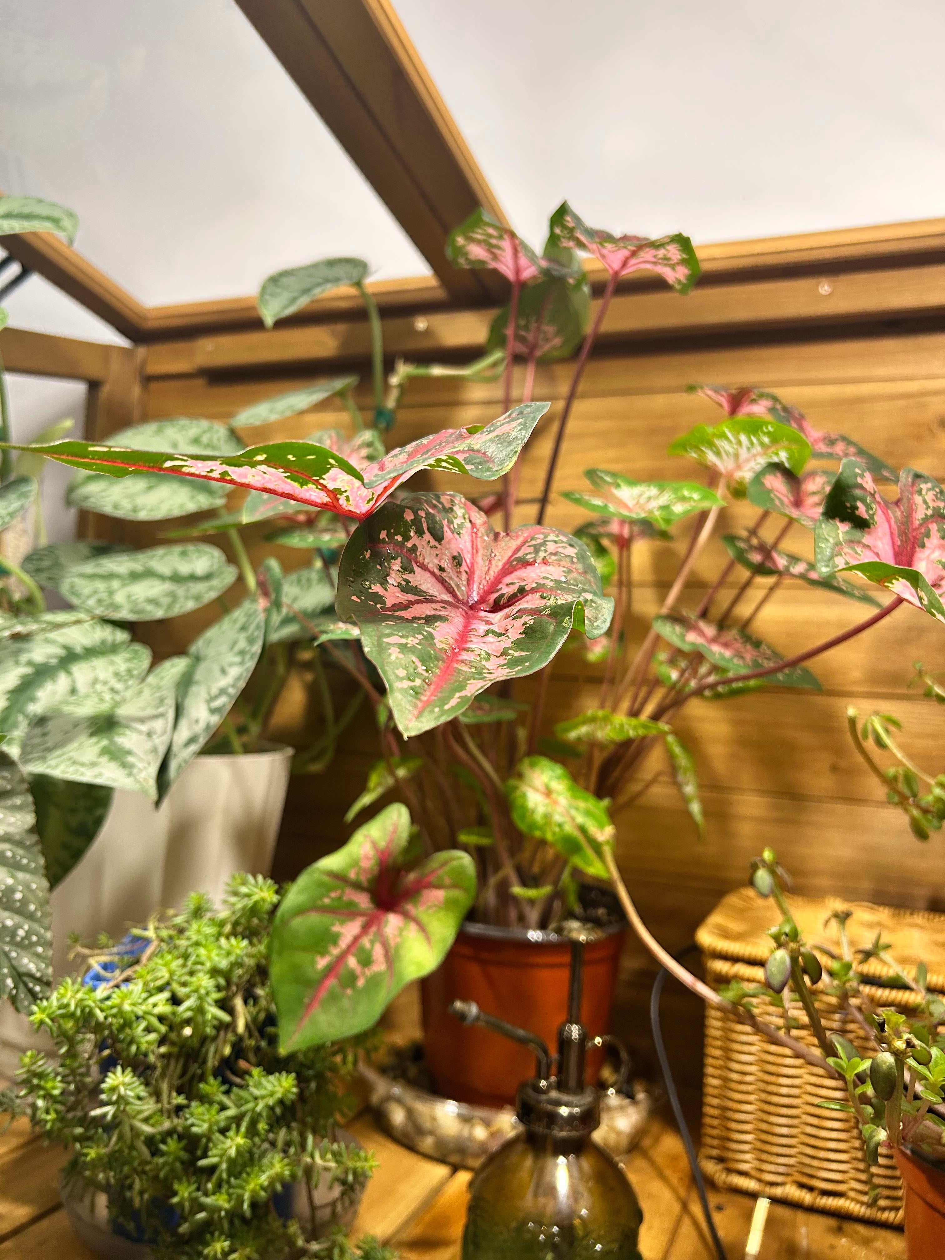 👼 How to Fix Droopy Leaves on Your Angel Wings