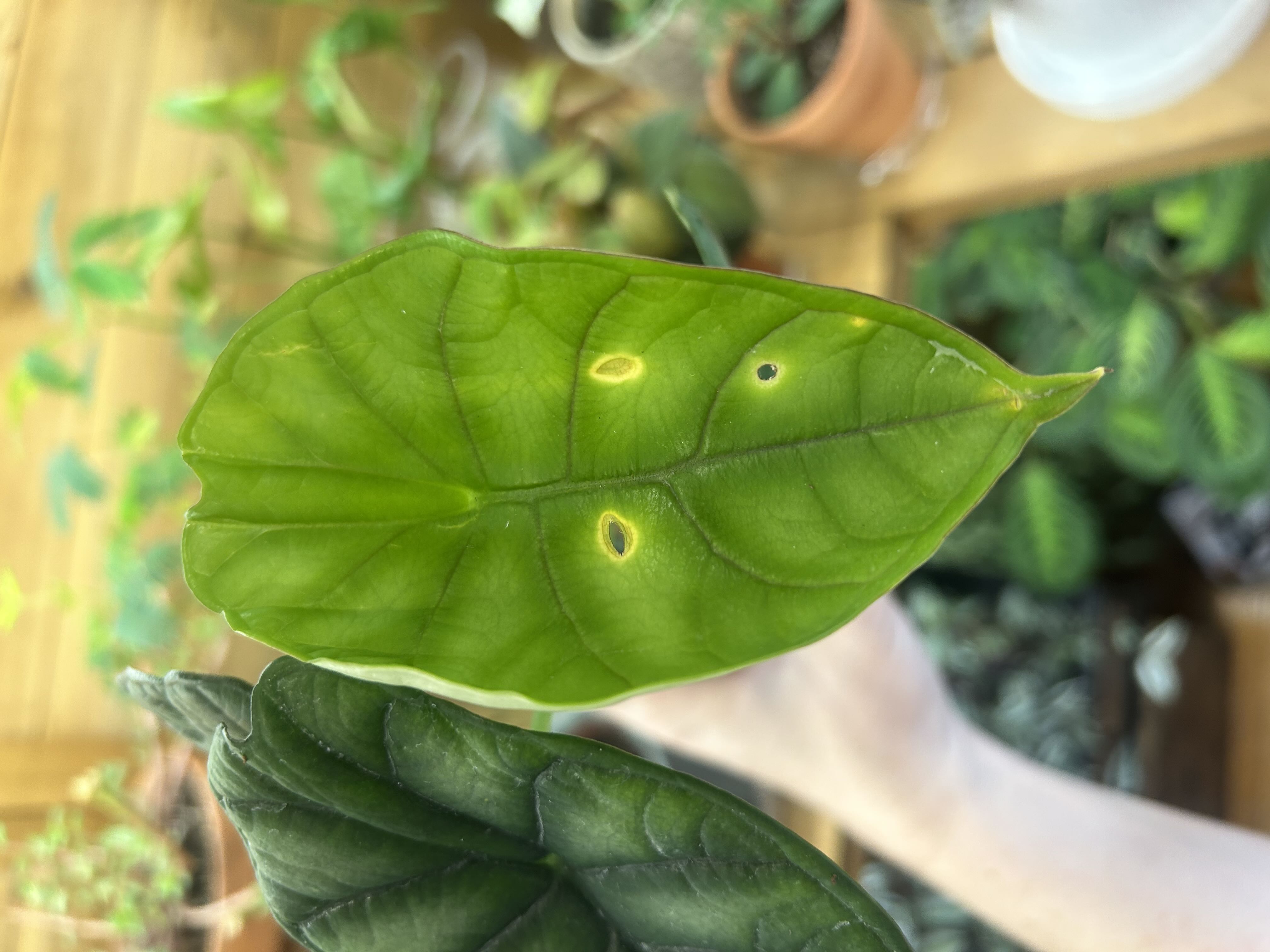 The Complete Alocasia 'Sumo' Elephant Ear Plant Care Guide: Water ...