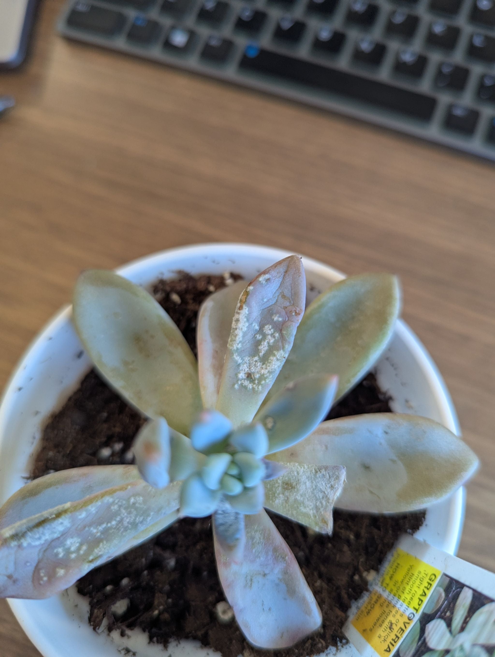 The Complete Graptoveria 'Francesca' Plant Care Guide: Water, Light ...