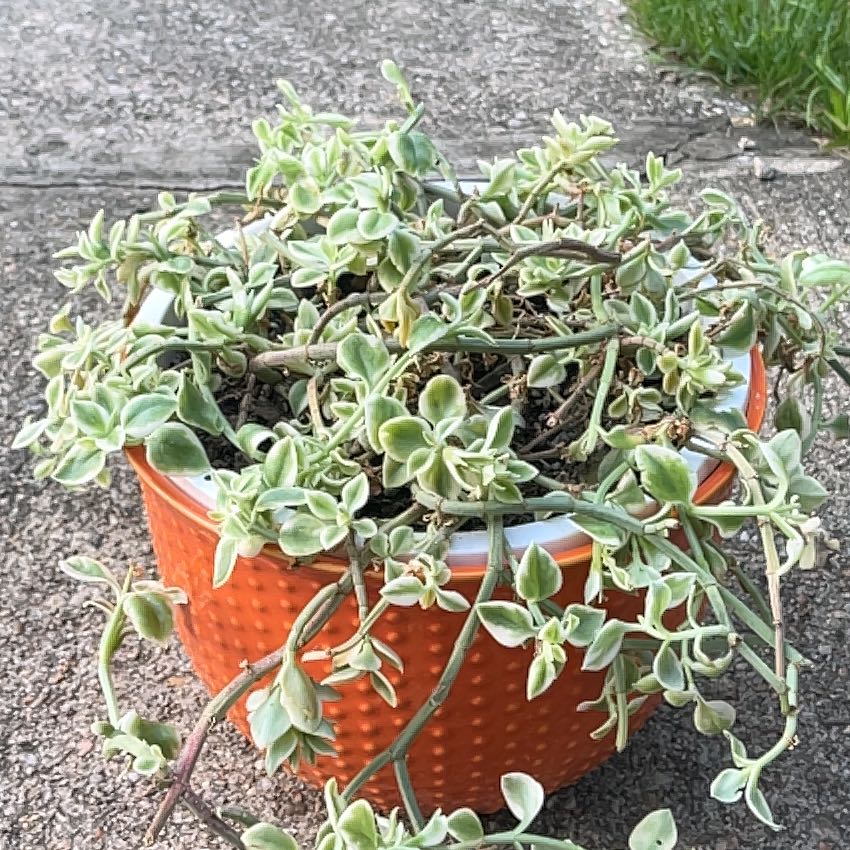 The Complete mezoo trailing red Plant Care Guide: Water, Light & Beyond