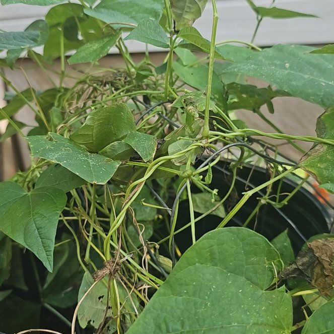 Athena | A plant by @FitHope3 on Greg