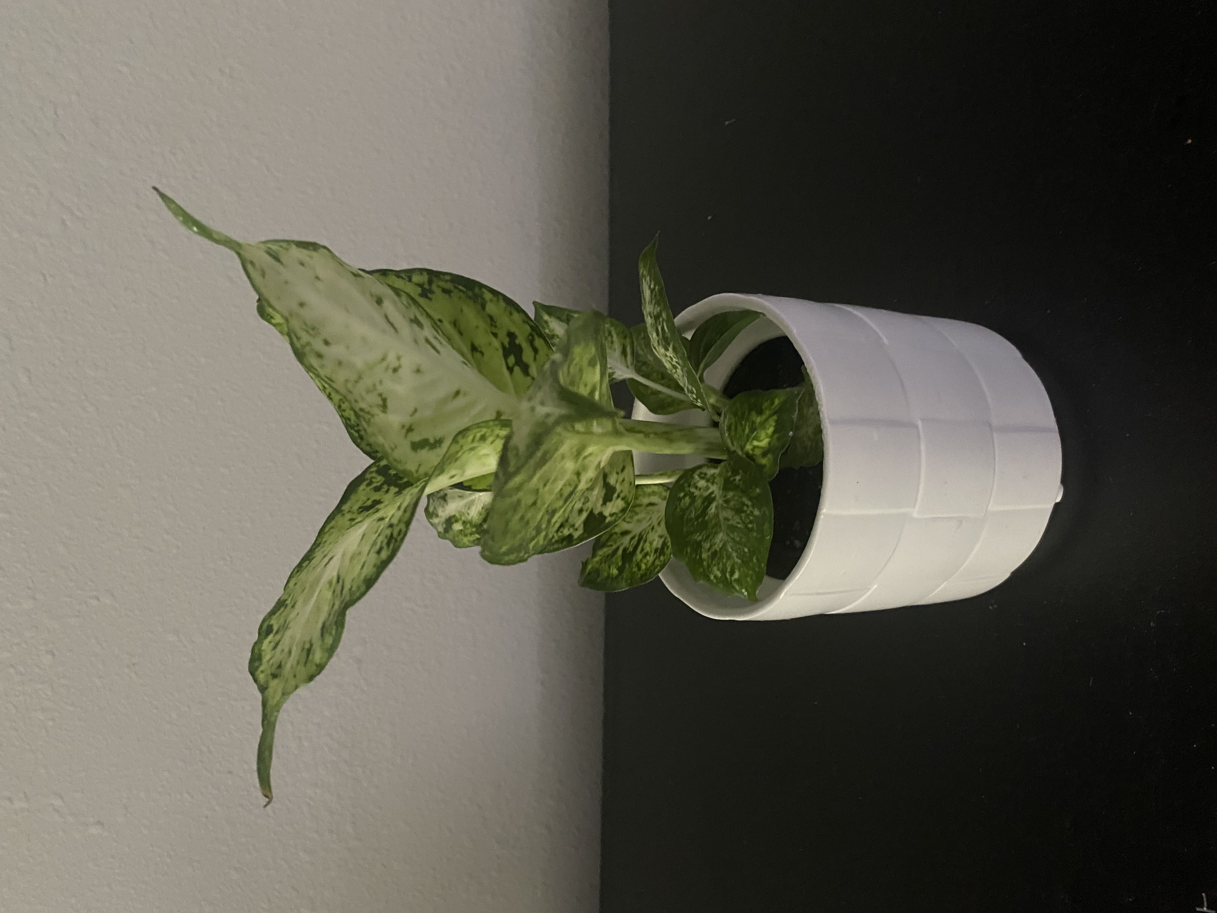 Dieffenbachia 'Tropic Marianne' Care 101: Water, Light & Growing Tips