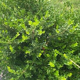 Zanthoxylum Fagara Plant Care: Water, Light, Nutrients | Greg App 🌱