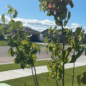 Keep Your Chanticleer Pear Alive: Light, Water & Care Instructions