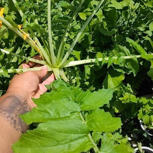 Keep Your Daikon Alive: Light, Water & Care Instructions