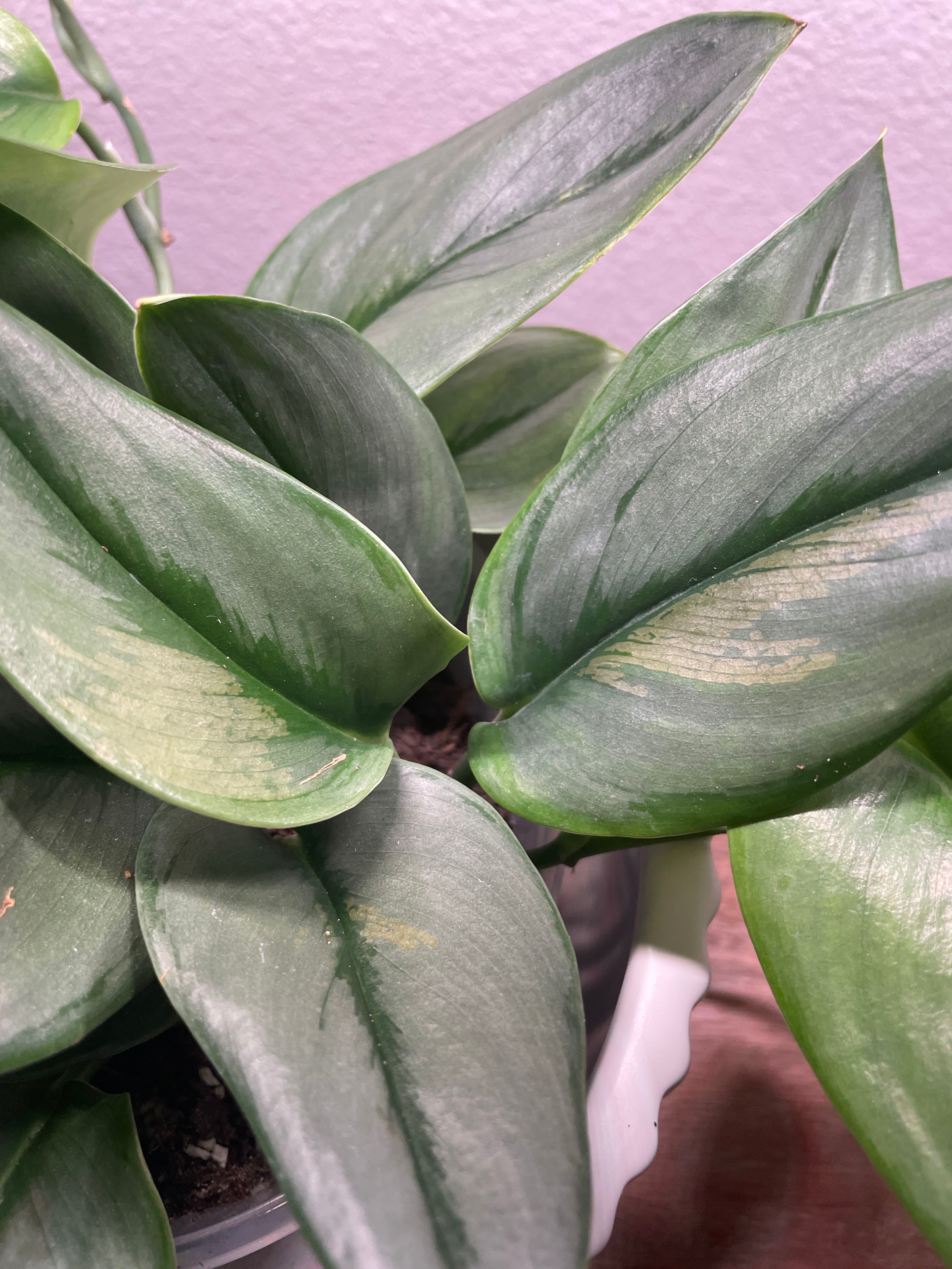 Scindapsus 'Mount Salak' Care 101: Water, Light & Growing Tips