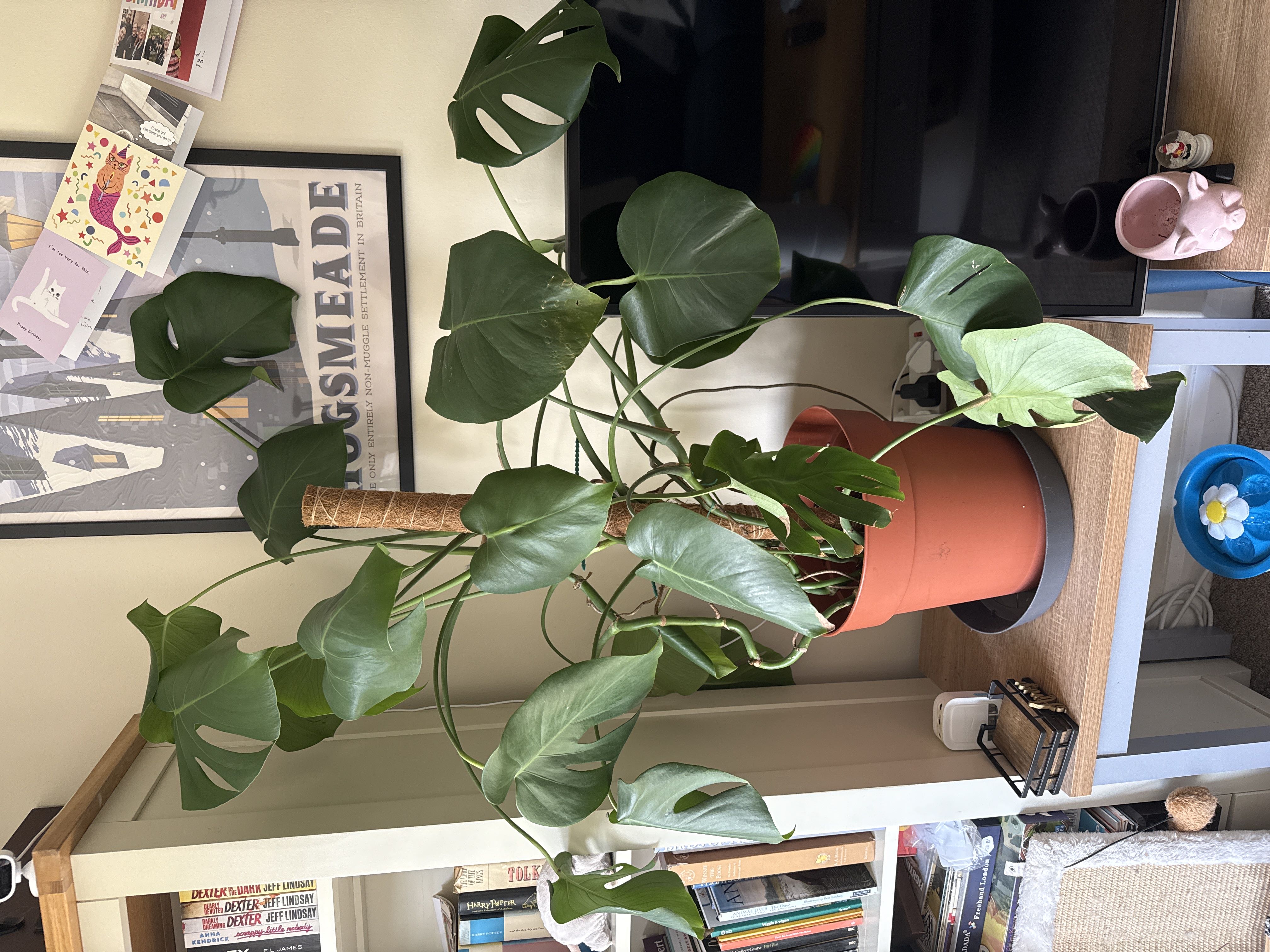 Keep Your Monstera Alive: Light, Water & Care Instructions