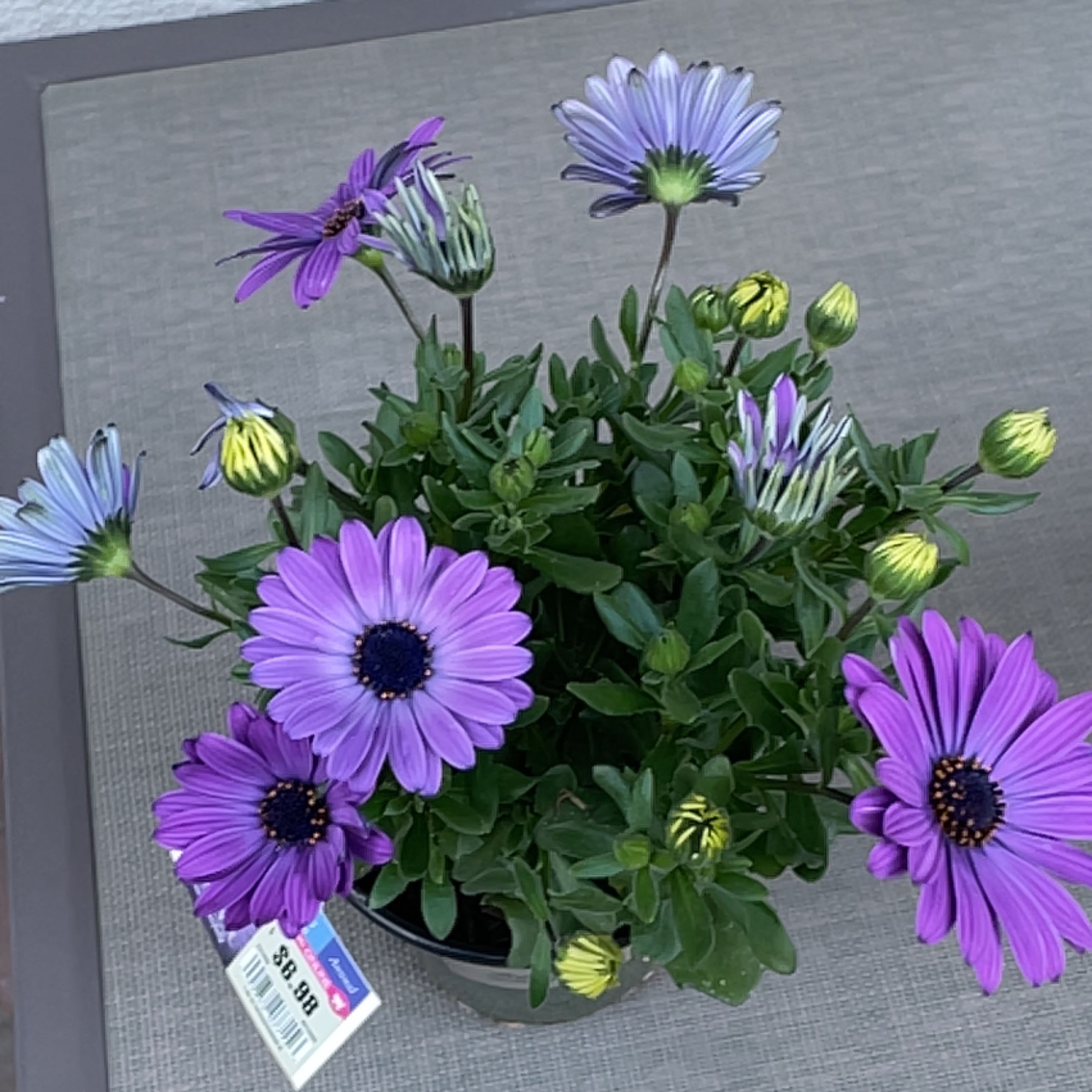 Personalized Zion Blue Denim African Daisy Care: Water, Light ...