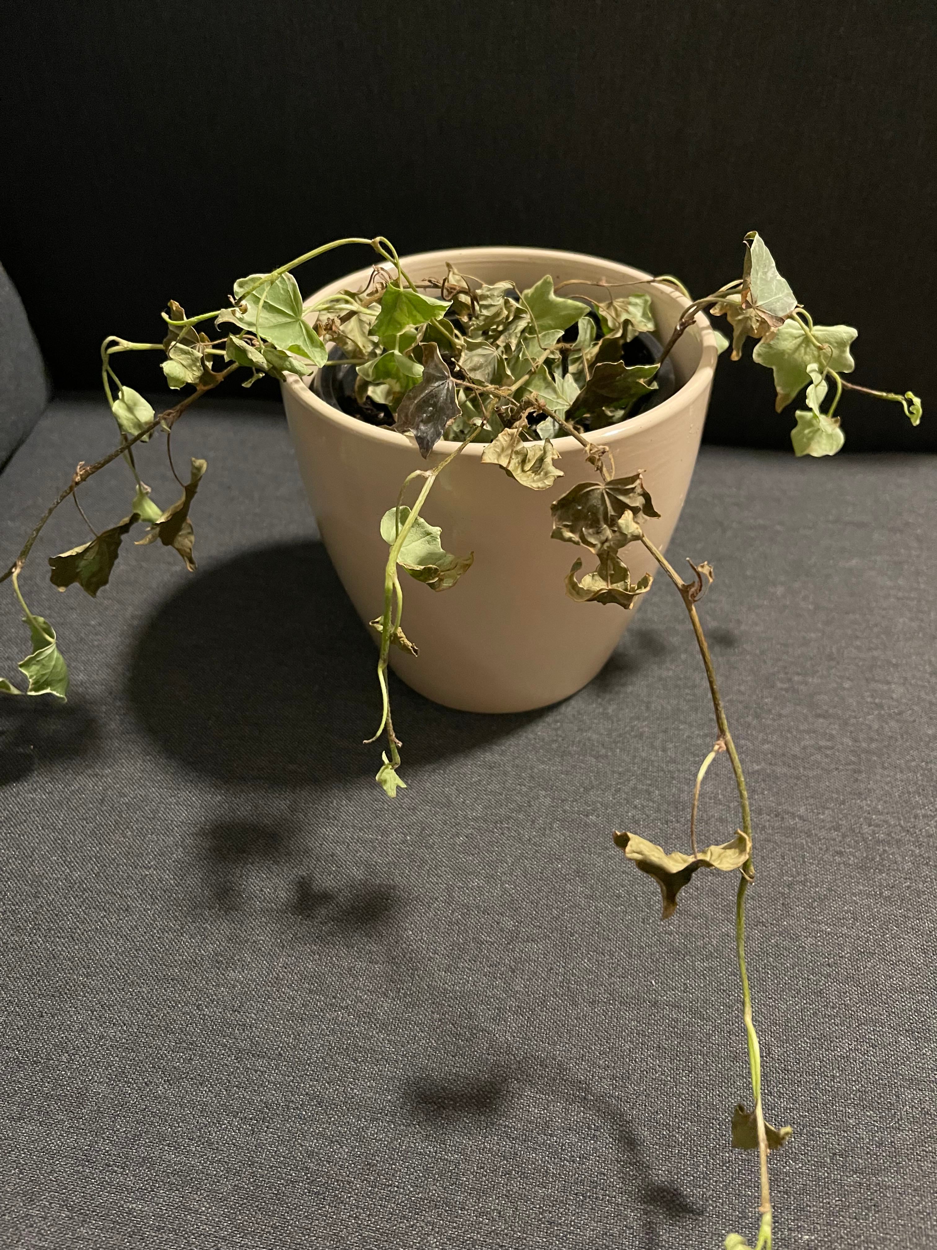 English Ivy's Best Friends: Top Companion Plants