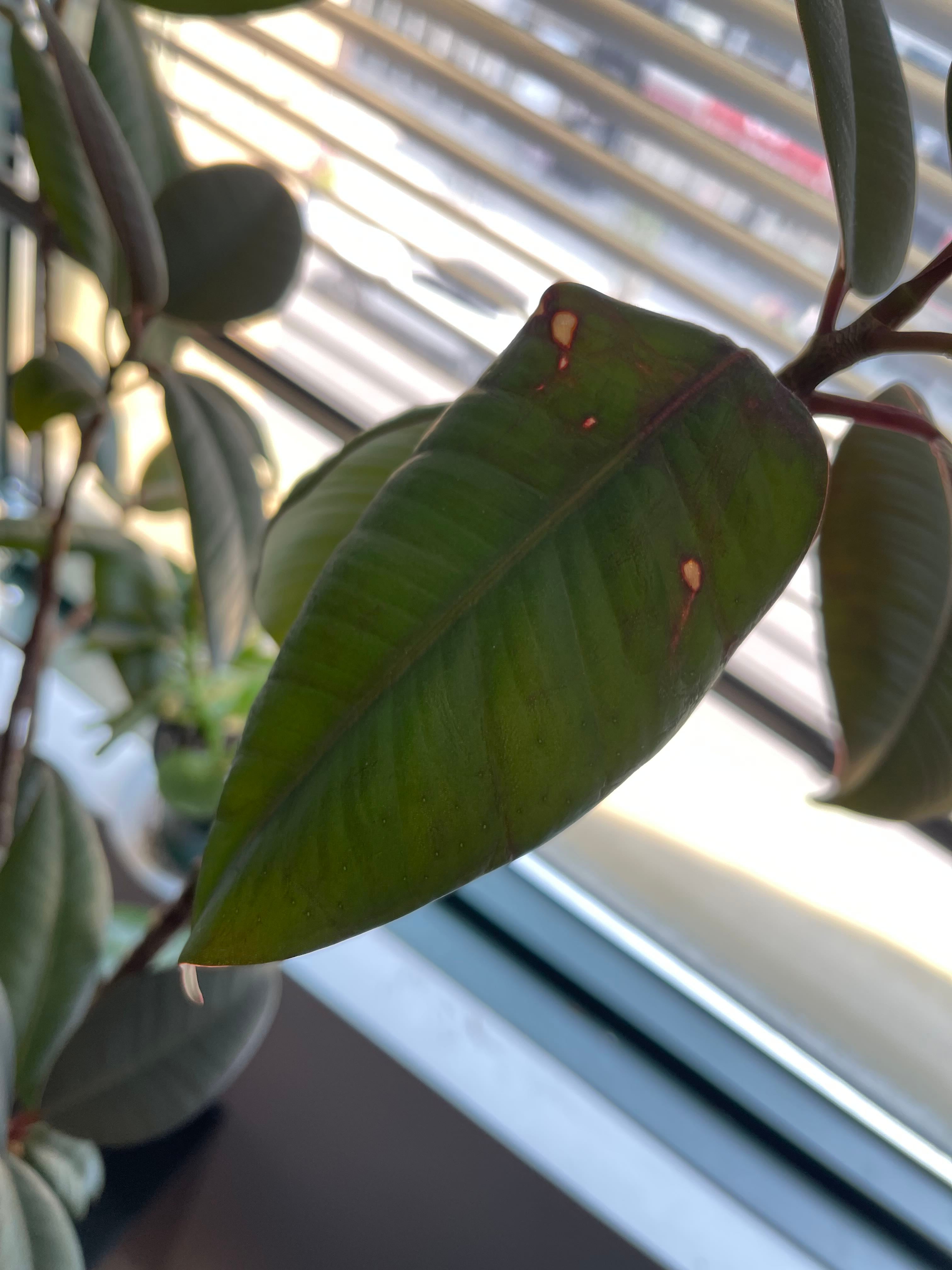 🌳 All About Ficus wakefieldii: Essential Facts