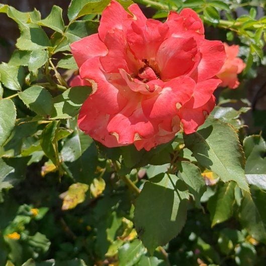 Coat of Many Colors Rose Bush Plant Care: Water, Light, Nutrients ...
