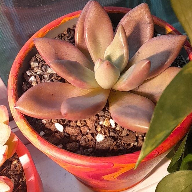 Graptoveria Ruby Donna Care 101: Water, Light & Growing Tips