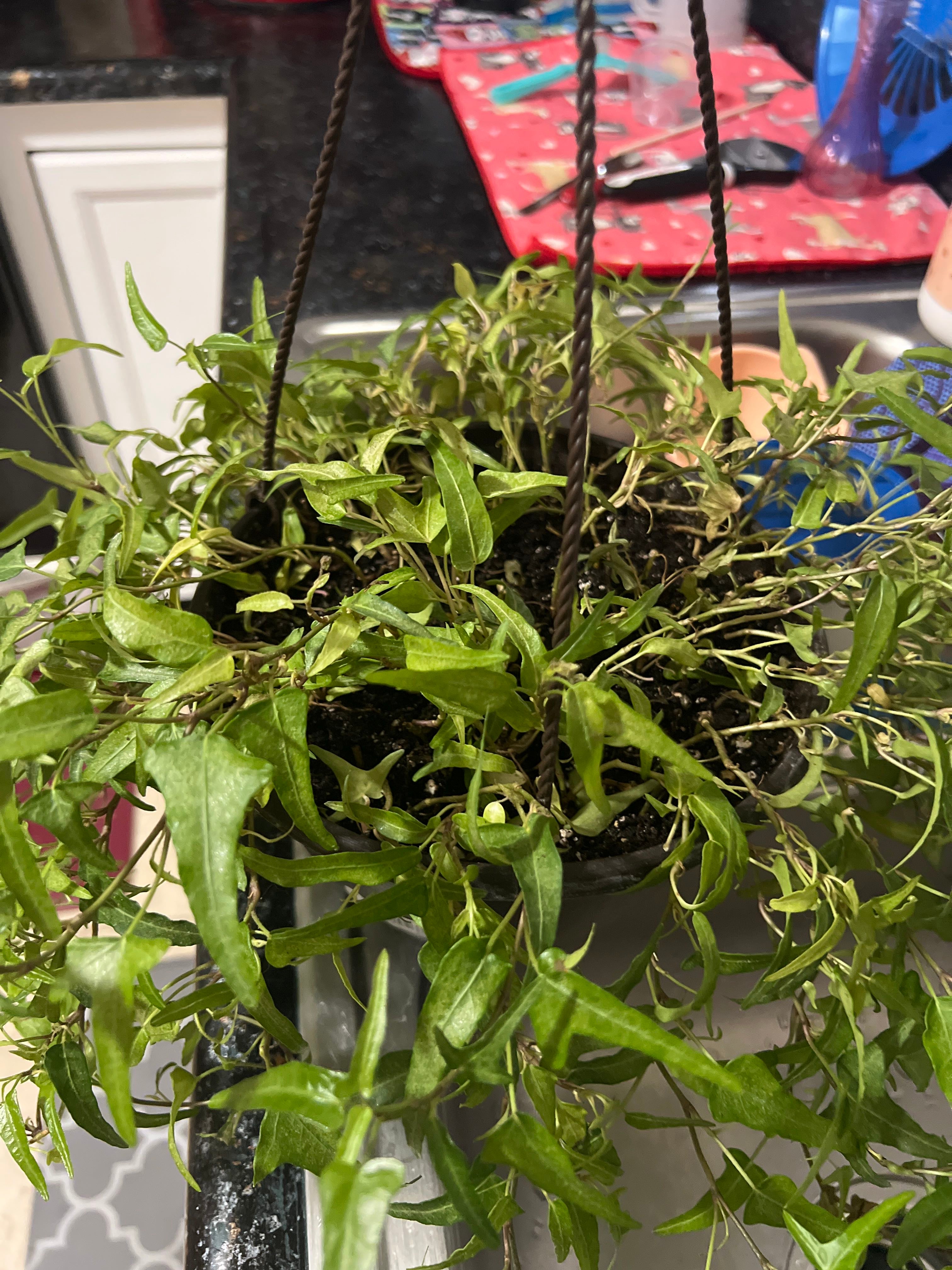 Keep Your Pixie Dixie Ivy Alive: Light, Water & Care Instructions