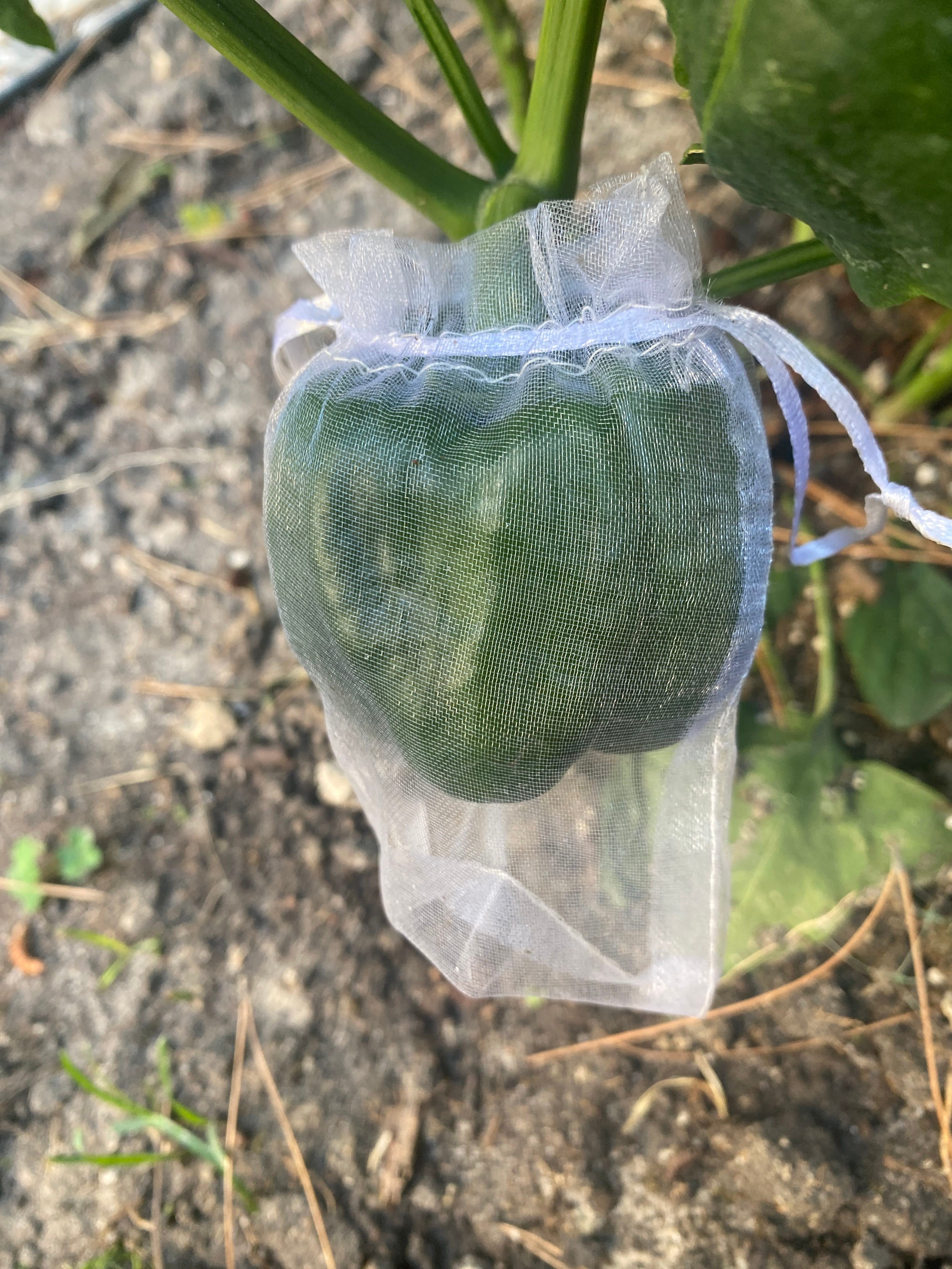 Ultimate Guide to Black Diamond Watermelon Varieties 🍉