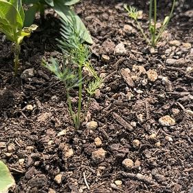 Fern Leaf Dill Plant Care: Water, Light, Nutrients | Greg App 🌱