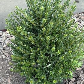 The Complete Compacta Holly Plant Care Guide: Water, Light & Beyond