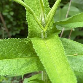 Rose Madder Plant Care: Water, Light, Nutrients | Greg App 🌱