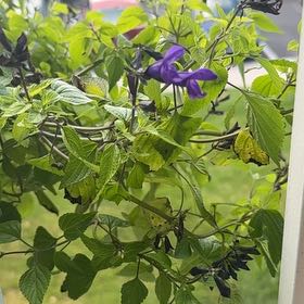 How to Care for Salvia 'Mysty': Mastering Water, Sunlight & More