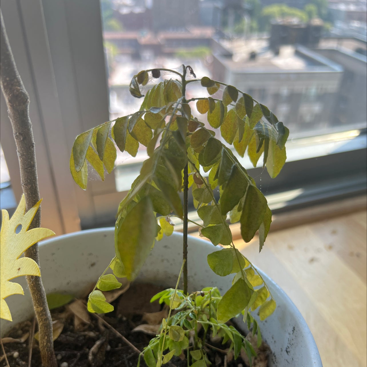 How Can You Tell If A Black Locust Is Dying?