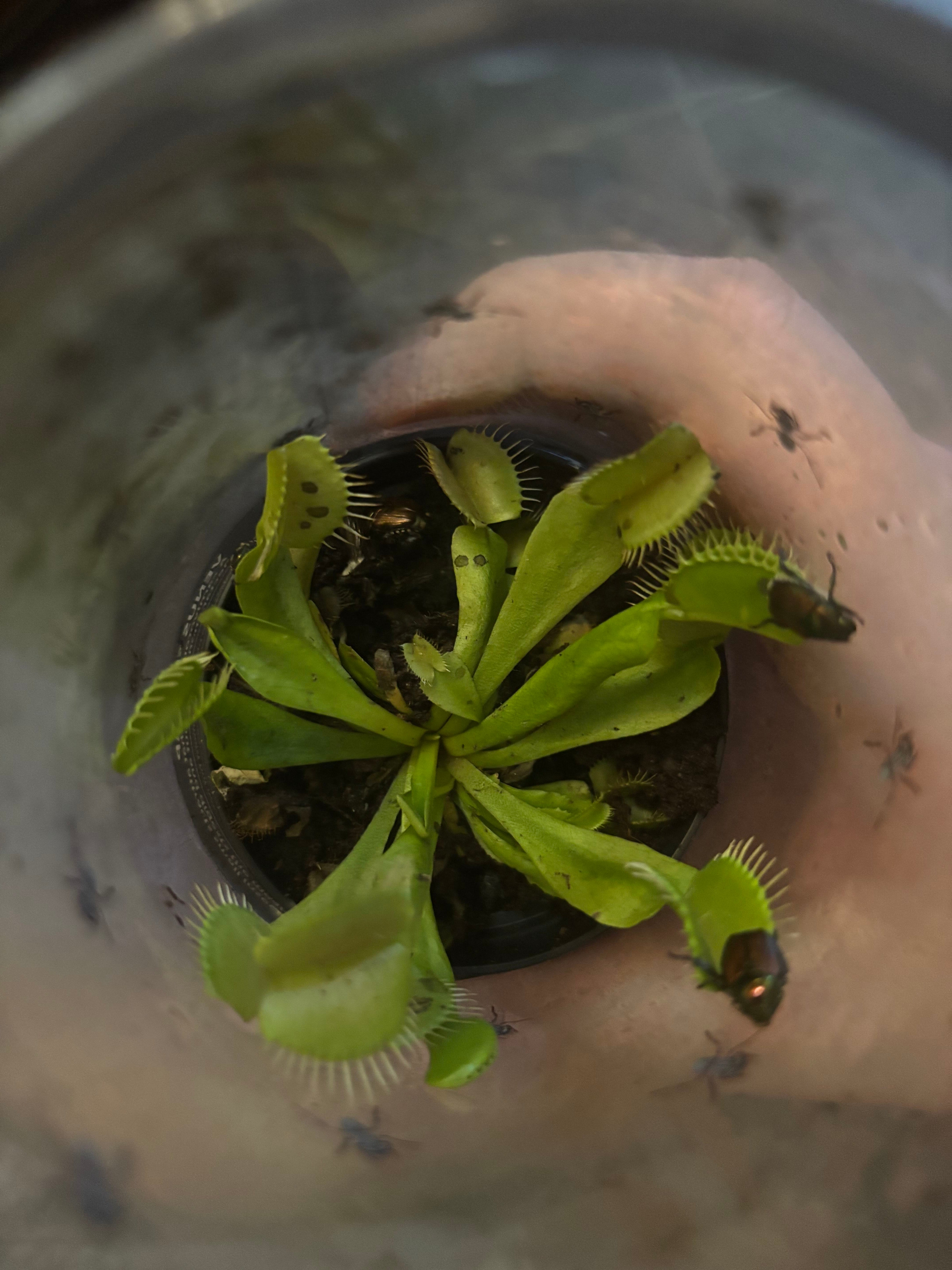 Common Venus Flytrap Problems and Solutions 🪰
