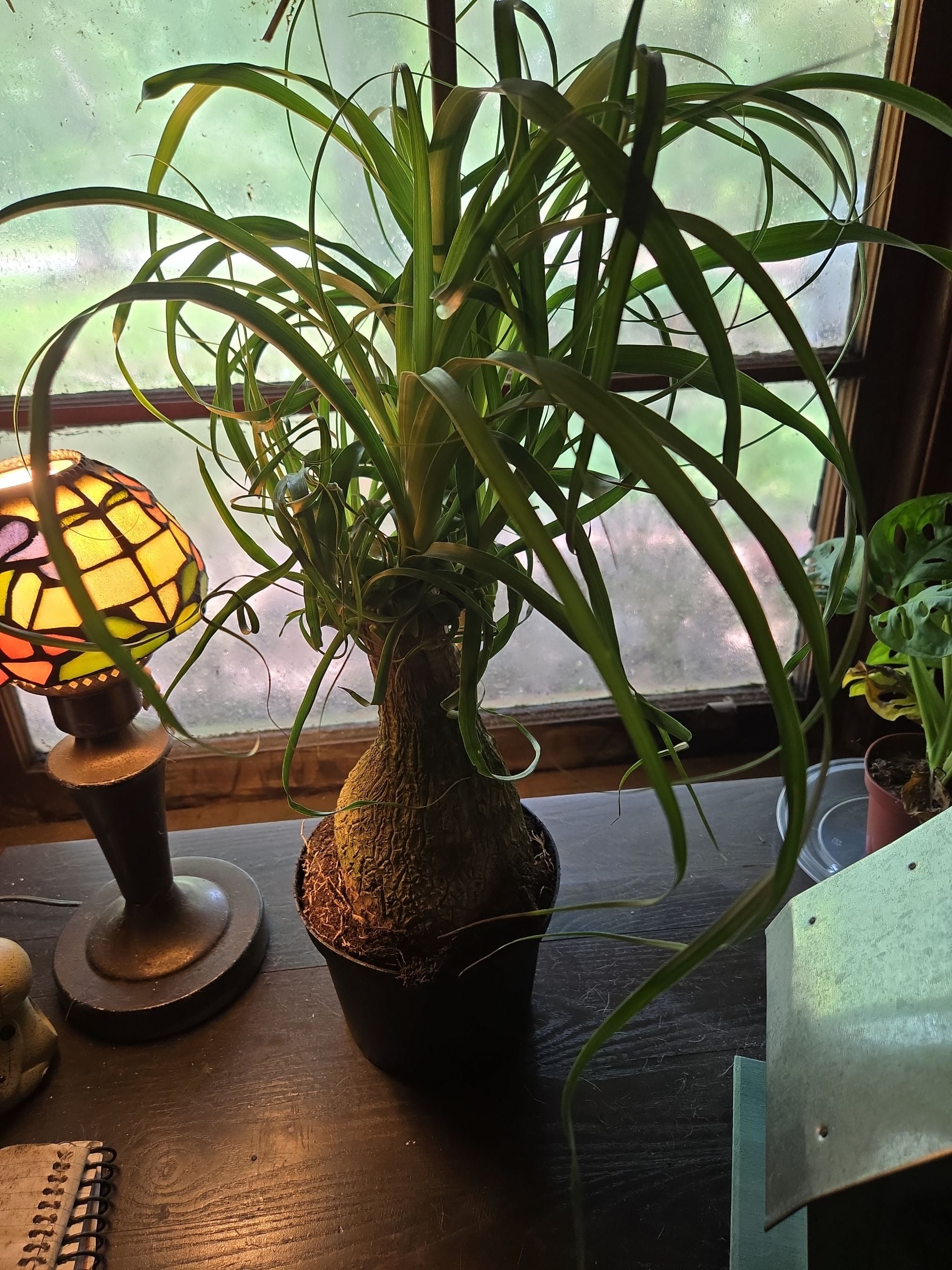 🔧 How To Fix Ponytail Palm Root Rot