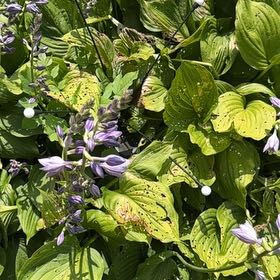 Hosta: How Much Water & Light Does it Need to Thrive?