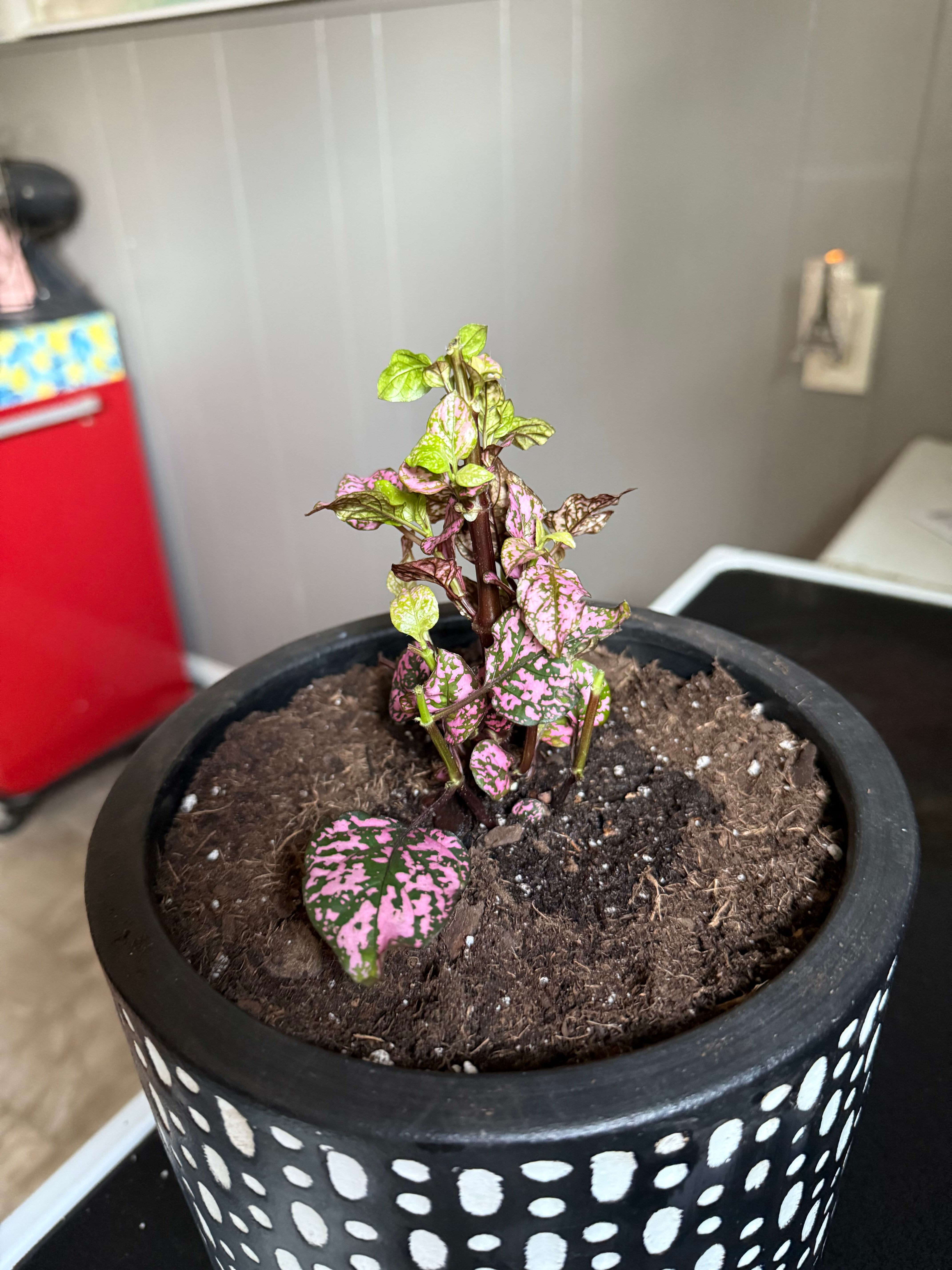 9 Best Companion Plants for Polka Dot Plant 🌸