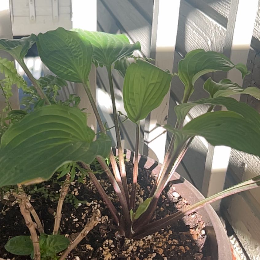 How to Care for Hosta: Mastering Water, Sunlight & More