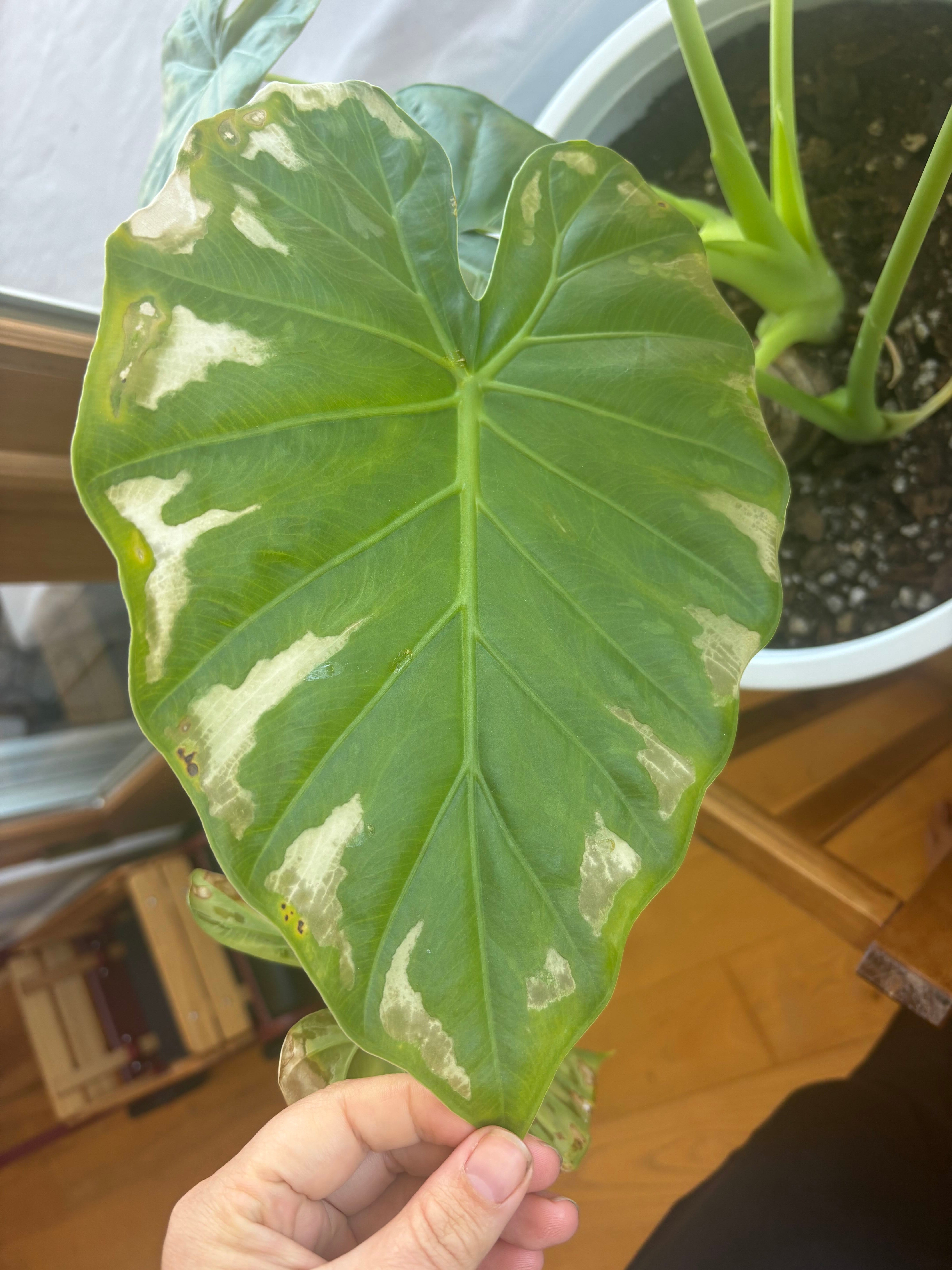 What Do Taro Flowers Mean?