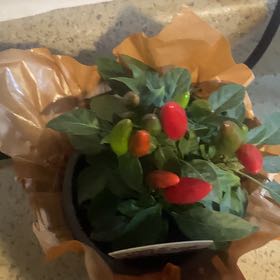 Macho Pepper Plant Plant Care: Water, Light, Nutrients | Greg App 🌱