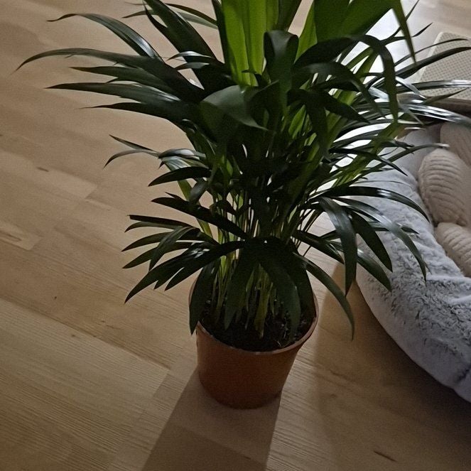 Dypsis lucens Plant Care: Water, Light, Nutrients | Greg App 🌱