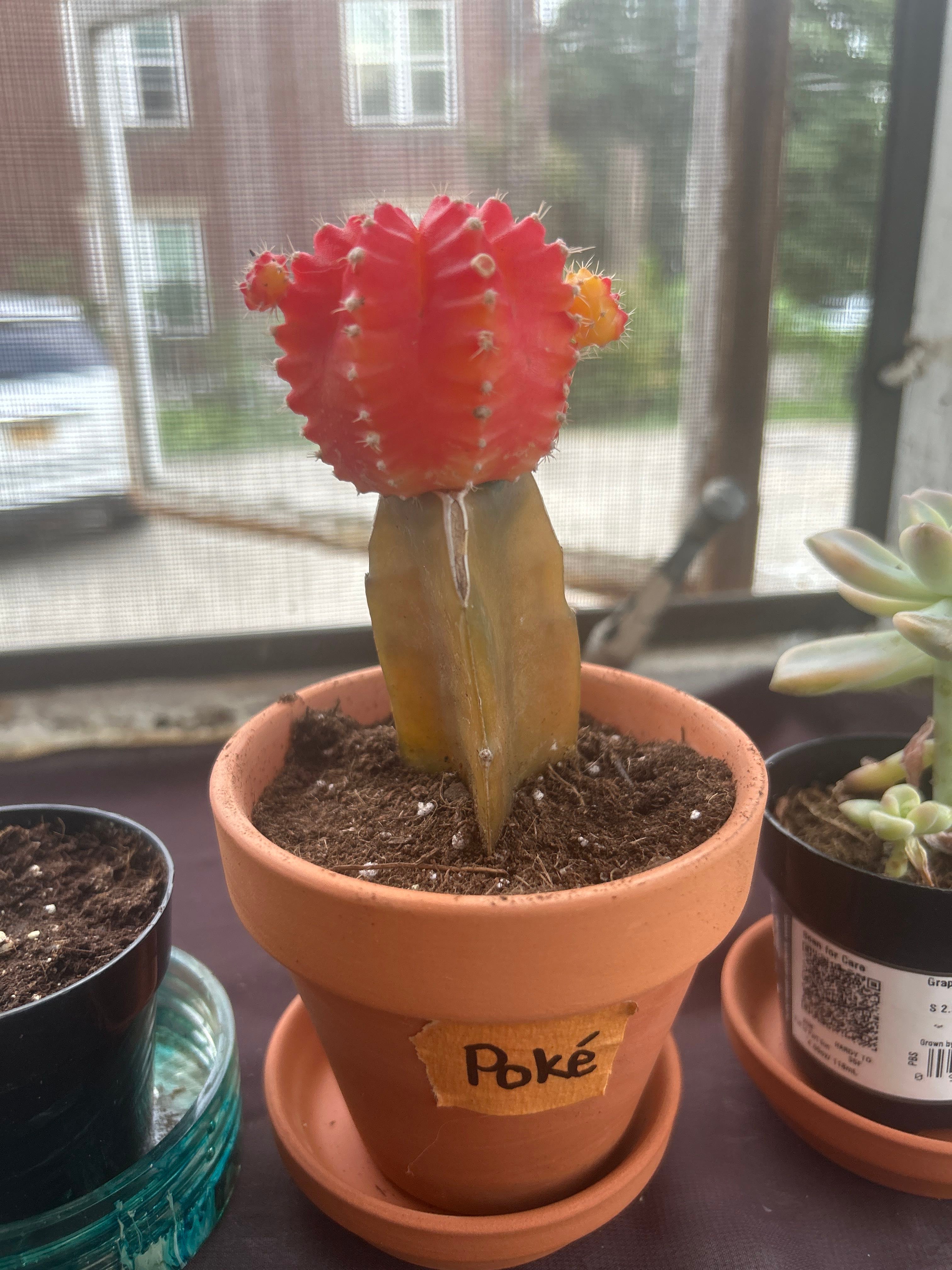 🌵 Ultimate Guide to Black Cactus Varieties