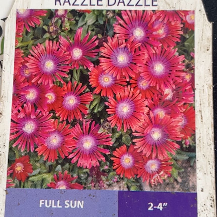 How to Care for Kaleidoscope Razzle Dazzle Ice Plant: Mastering Water ...