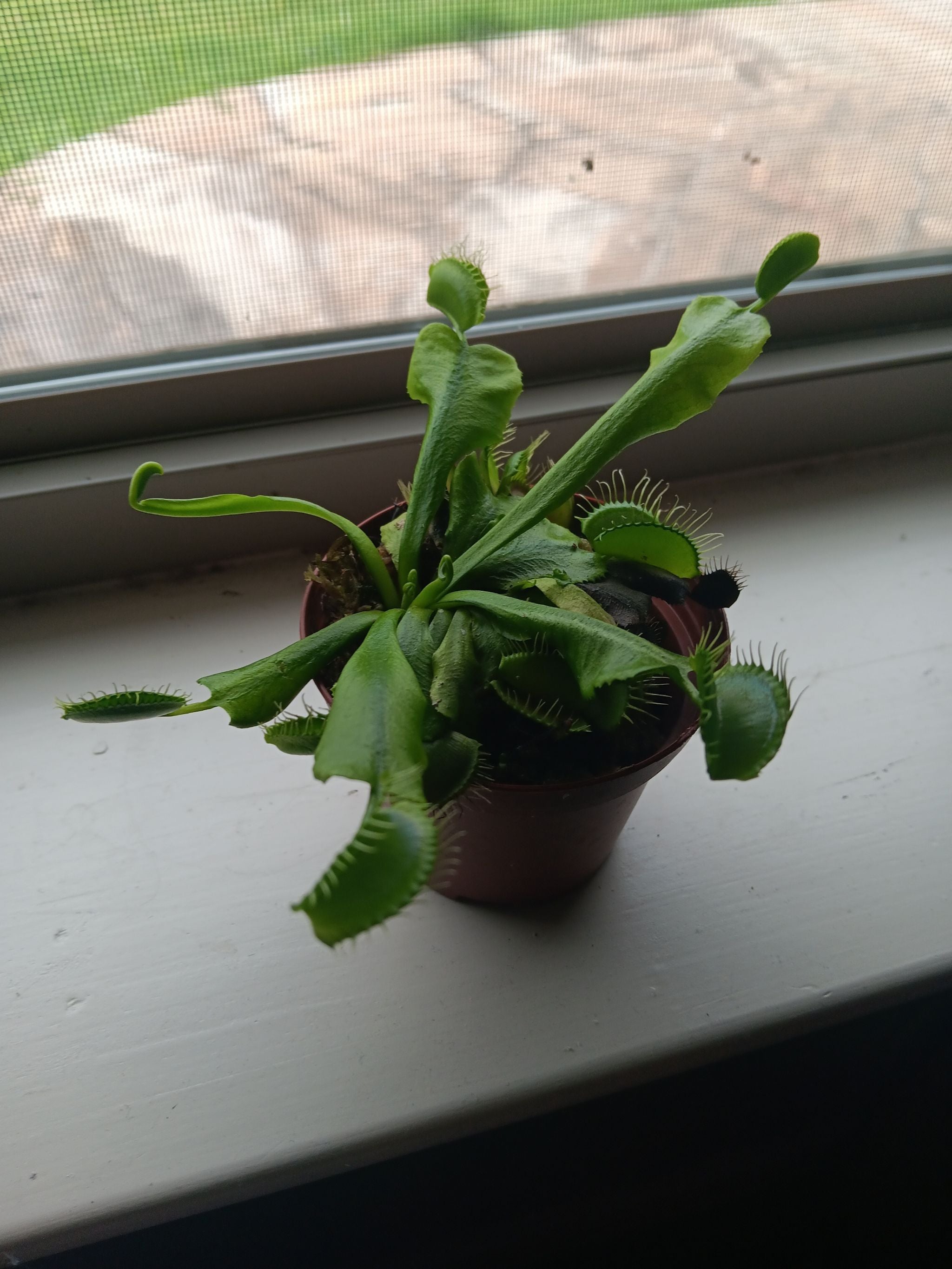 Common Venus Flytrap Problems and Solutions 🪰