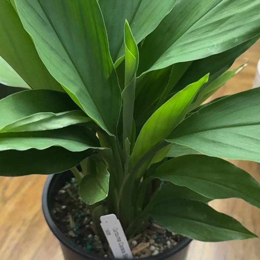 The Complete Siam Splash Tulip Plant Care Guide: Water, Light & Beyond