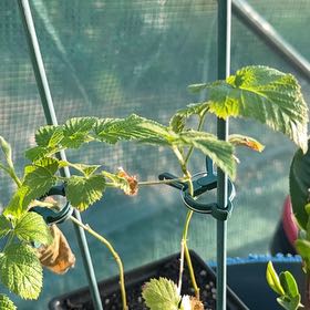 Raspberry Plant Care: Water, Light, Nutrients | Greg App 🌱