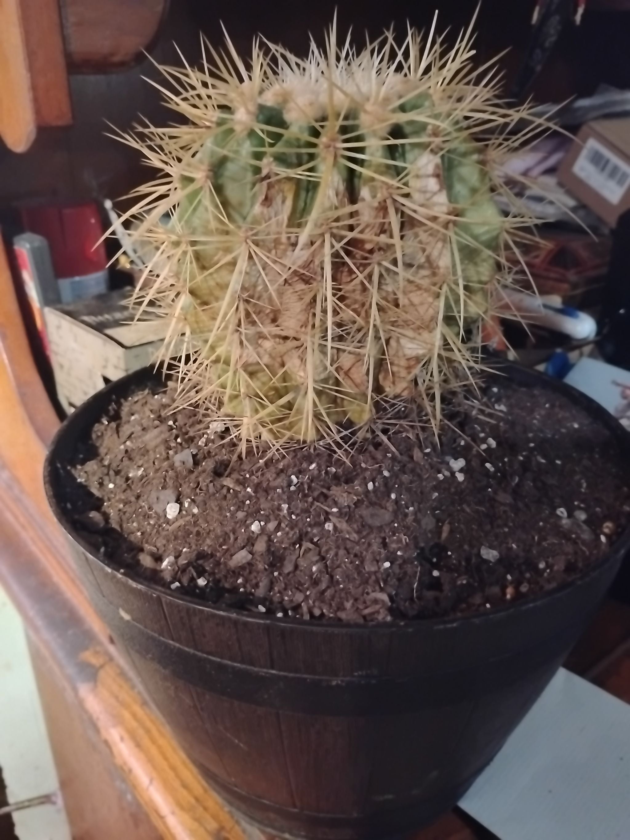 🌵 Ultimate Guide to Solving Golden Barrel Cactus Problems