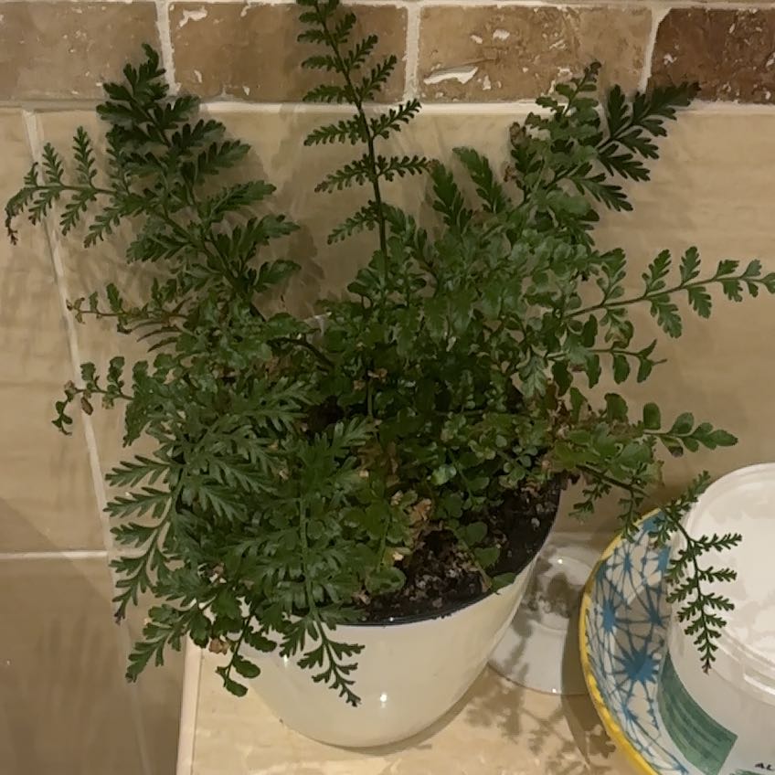 Keep Your Asplenium parvisorum Alive: Light, Water & Care Instructions