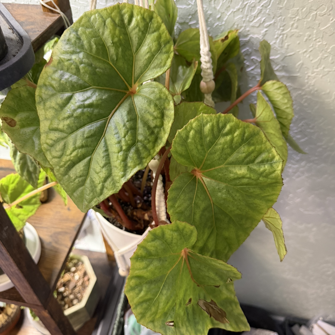 Begonia abdullahpieei Care 101: Water, Light & Growing Tips