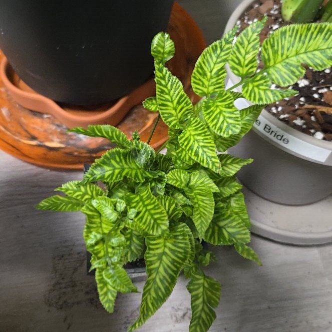 The Complete Bamboo Golden Zebra FERN Plant Care Guide: Water, Light ...