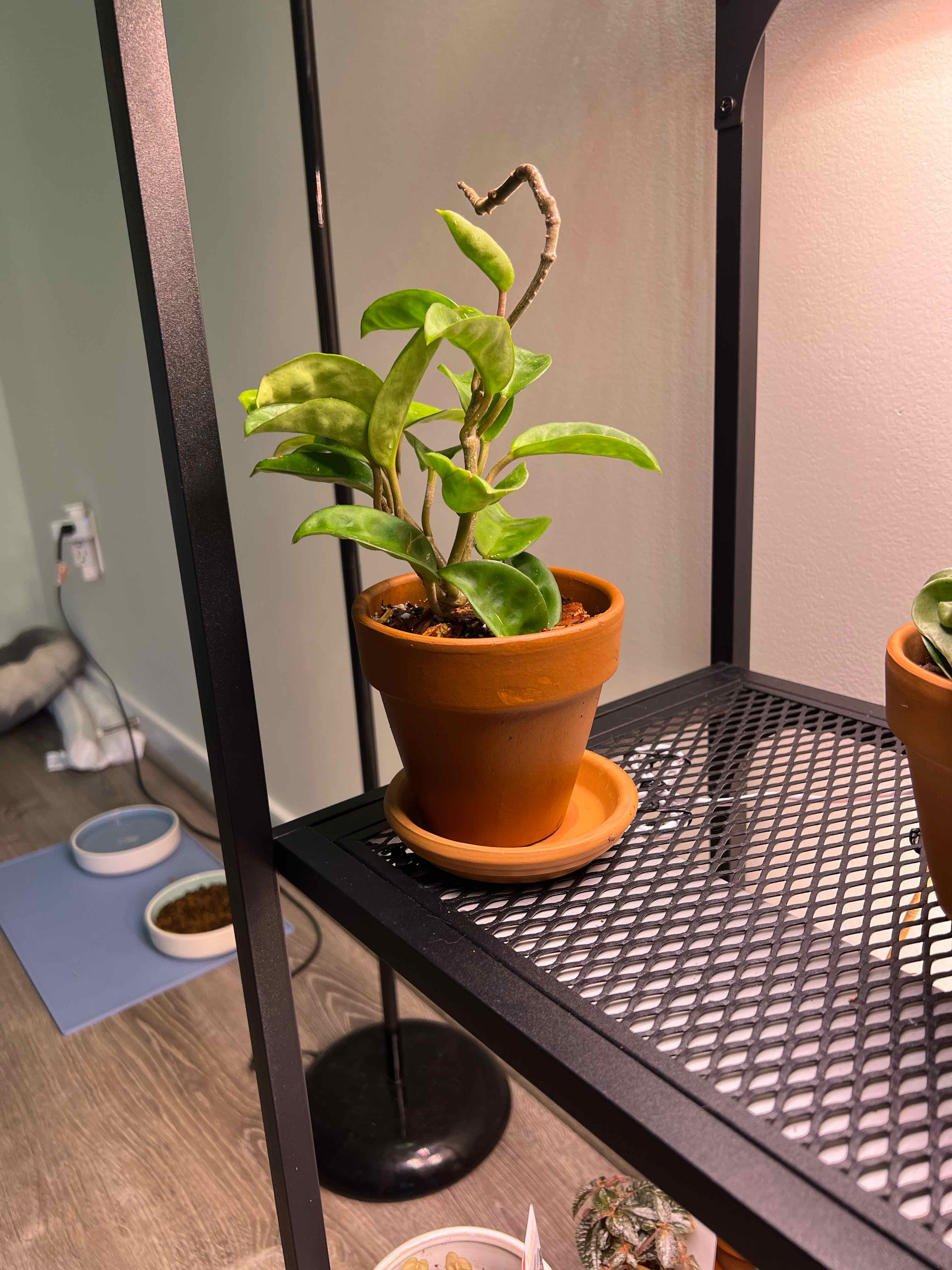 💧 How Much Humidity Does My Hoya carnosa 'Krinkle' Need?