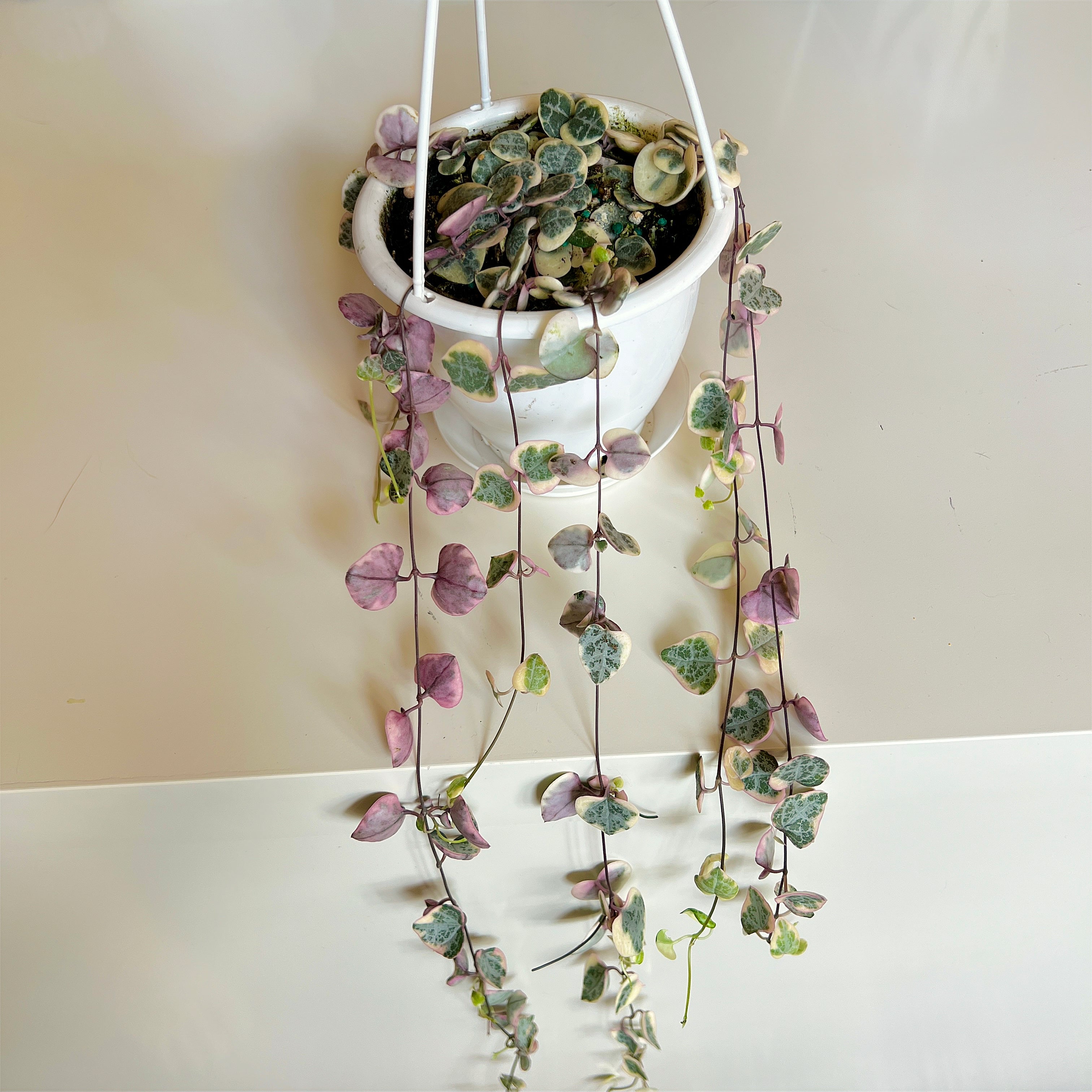 🐛 What To Do About Bugs on My variegated string of hearts?