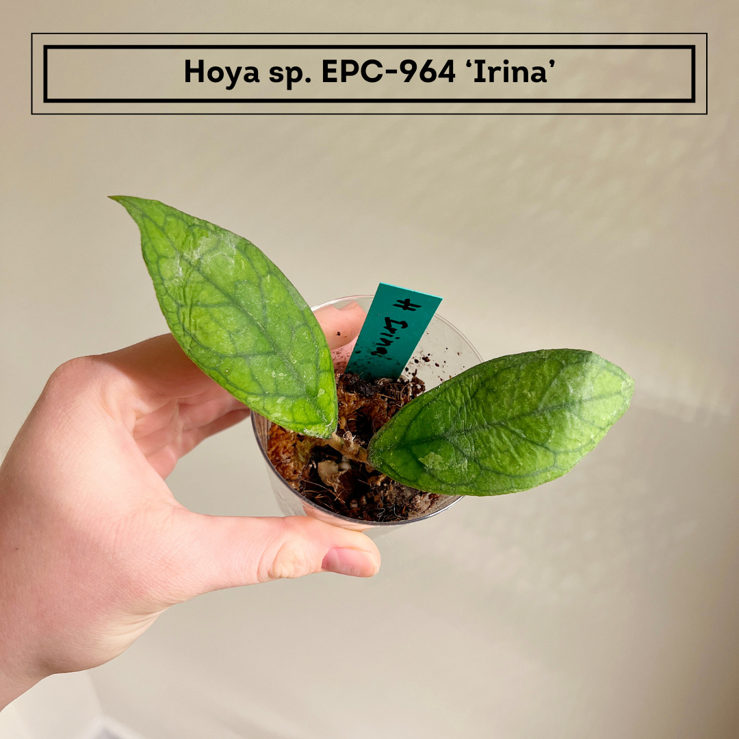 Personalized Hoya Irina Care: Water, Light, Nutrients | Greg App